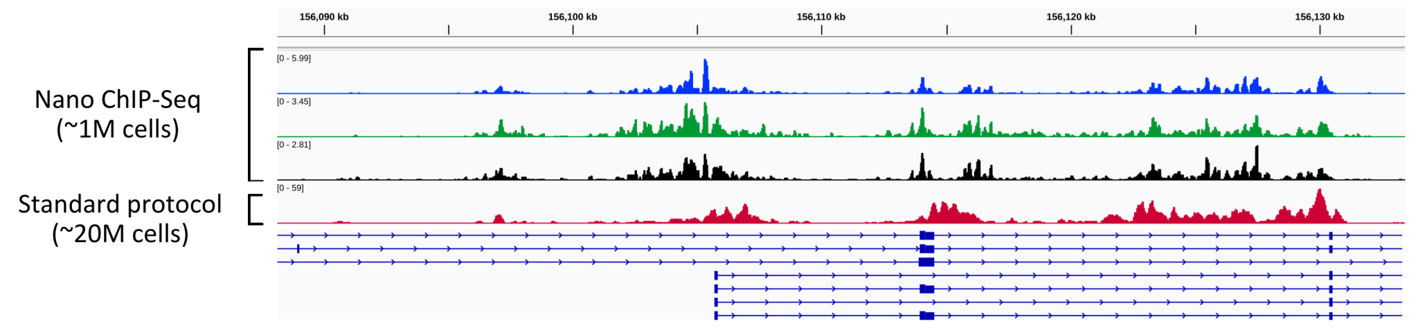 Signomax™ - Auristone
